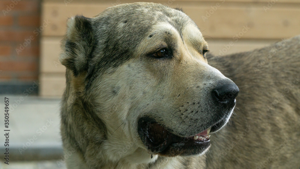 Nagazi is a Georgian shepherd dog. One of the oldest authentic dog ...