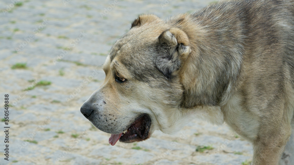 Nagazi is a Georgian shepherd dog. One of the oldest authentic dog ...