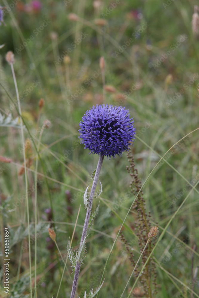 Purple flower: echinops setifer. Asia, Mongolia, nature in Gorkhi ...