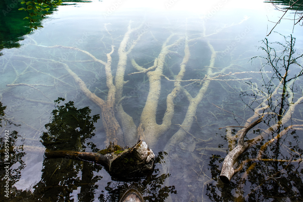 Fallen dead tree submerged in the shallow lake water at Plitvice ...