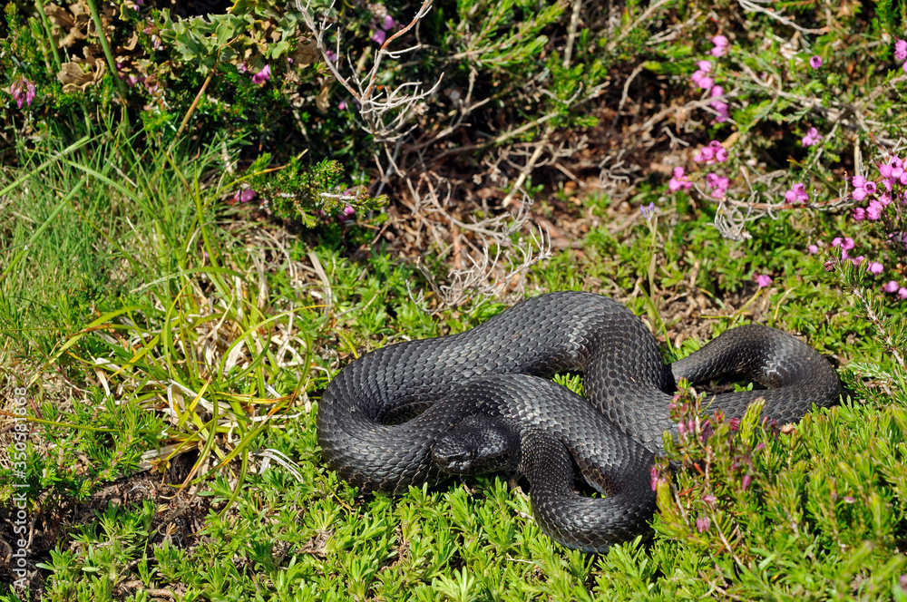 Nordiberische Kreuzotter / Iberienotter (Vipera seoanei) melanistisches ...