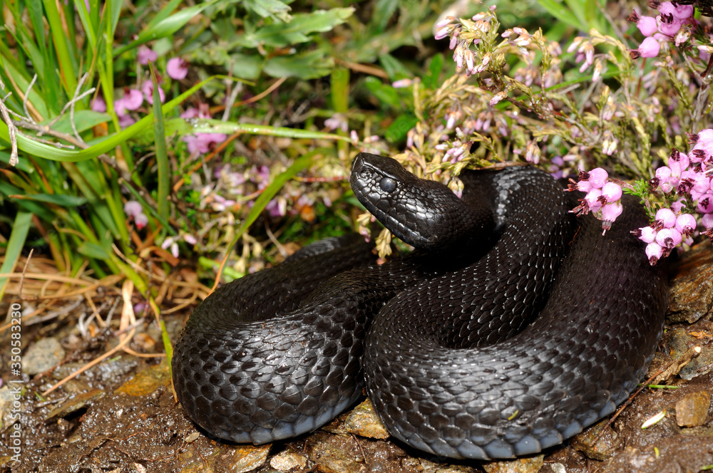 Nordiberische Kreuzotter / Iberienotter (Vipera seoanei) melanistisches ...