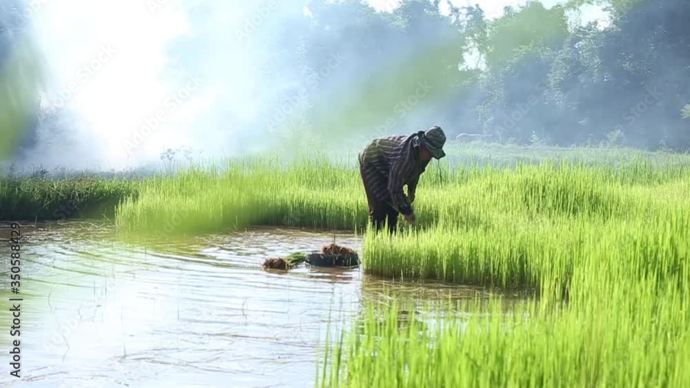 Farmers farming on rice field. Farmer are planting rice in the rice ...