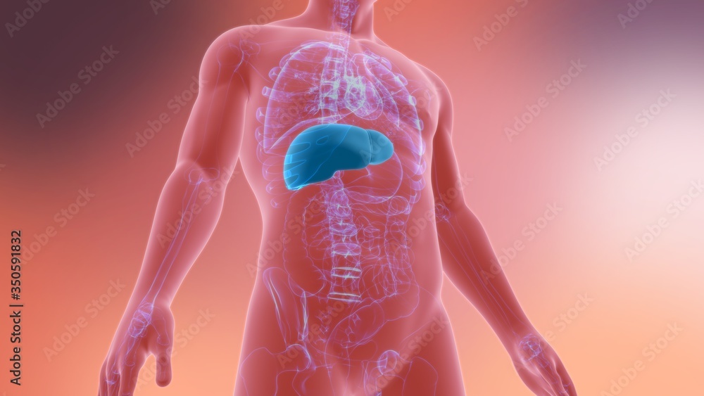 Liver 3D Illustration Human Digestive System Anatomy Stock Illustration ...