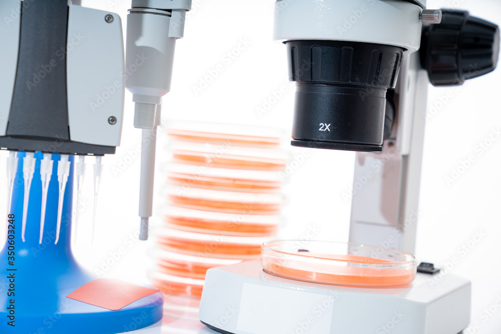 microscope, petri dishes and pipette stand by microbiological ...
