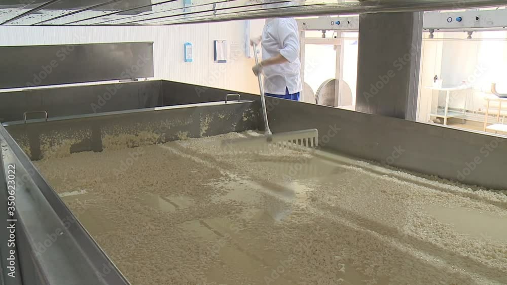 A Cheese Factory Employee Looking After a Fresh Brined. Cheese making ...