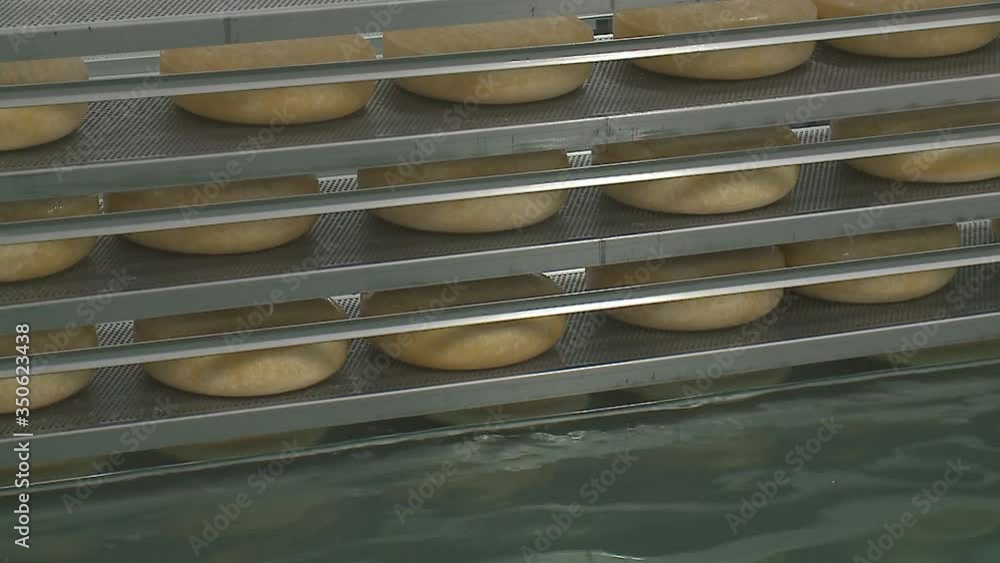 A Cheese Factory Employee Looking After a Fresh Brined. Cheese making ...