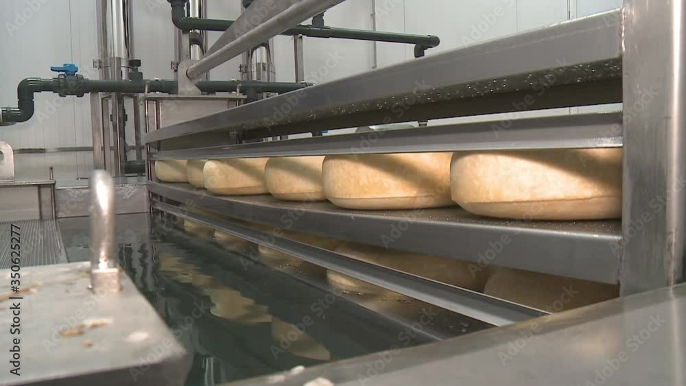 A Cheese Factory Employee Looking After a Fresh Brined. Cheese making ...