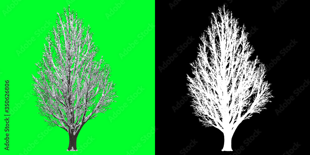 Front View Winter Tree 3D Render PNG Chroma Key Bakcground with Opacity ...