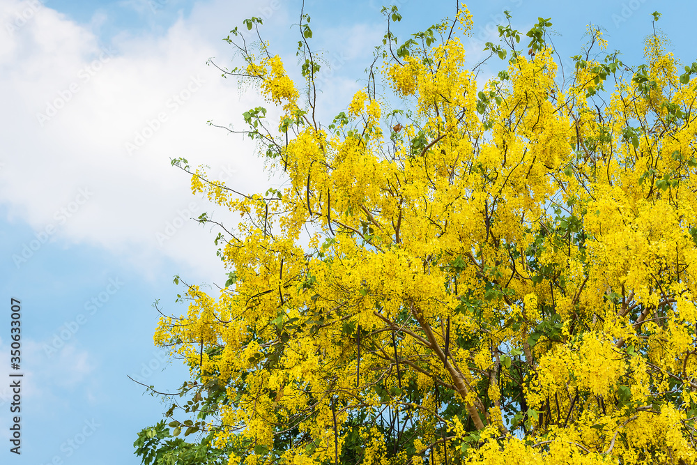Beautiful Cassia fistula (Golden shower tree) blossom blooming on the tree with nature blurred ...