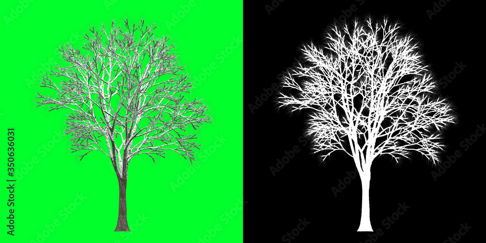 Left View Winter Tree 3D Render PNG Chroma Key Bakcground with Opacity ...