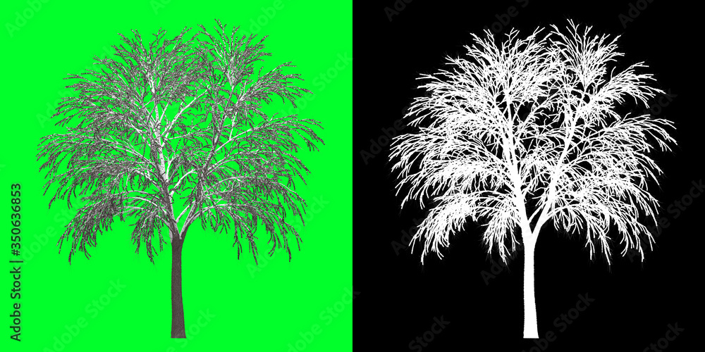 Front View Winter Tree 3D Render PNG Chroma Key Bakcground with Opacity ...