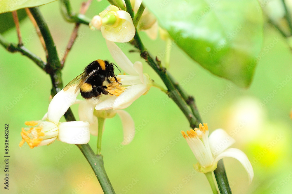 Abeja recolectando nectar en una flor de naranjo Stock Photo | Adobe Stock
