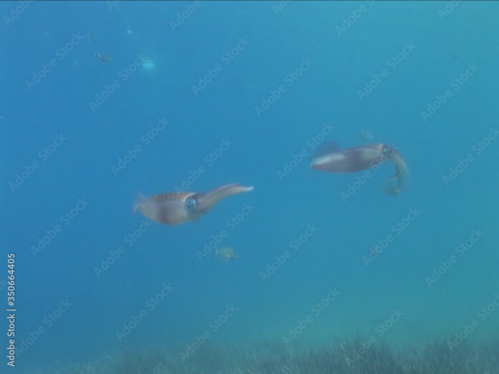 squid laying eggs underwater cuttlefish calamari ocean scenery blue ...