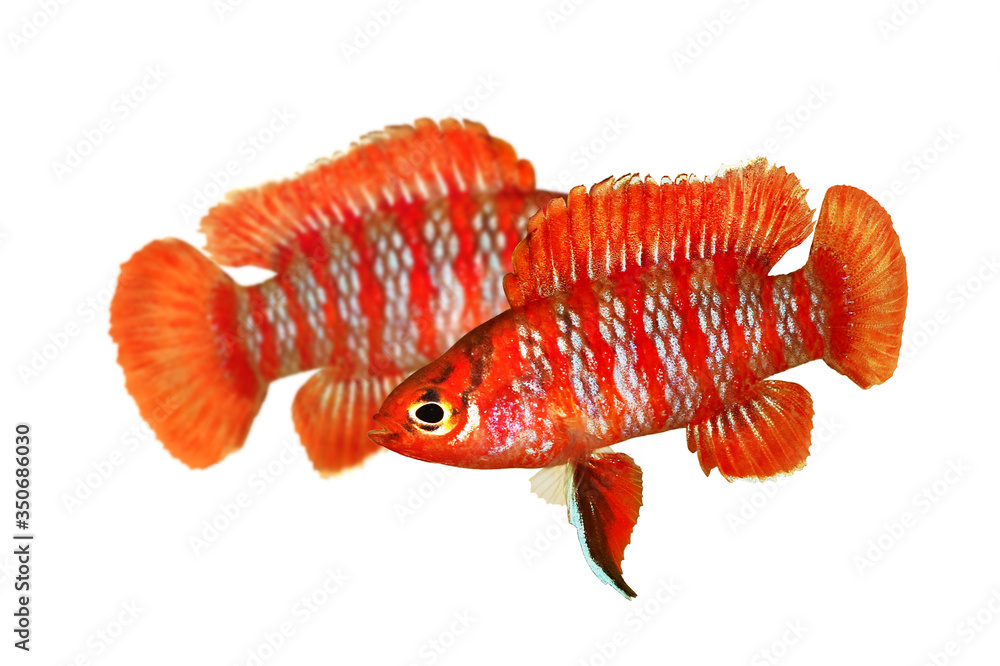 Badis Fish
