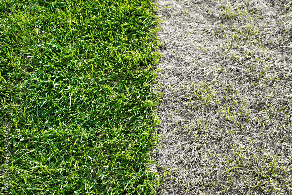 Juicy green ready grass and dry grass top view. Carpet of turf Stock ...