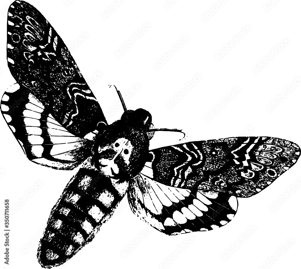 Black and white Deaths Head Moth Stock Vector | Adobe Stock