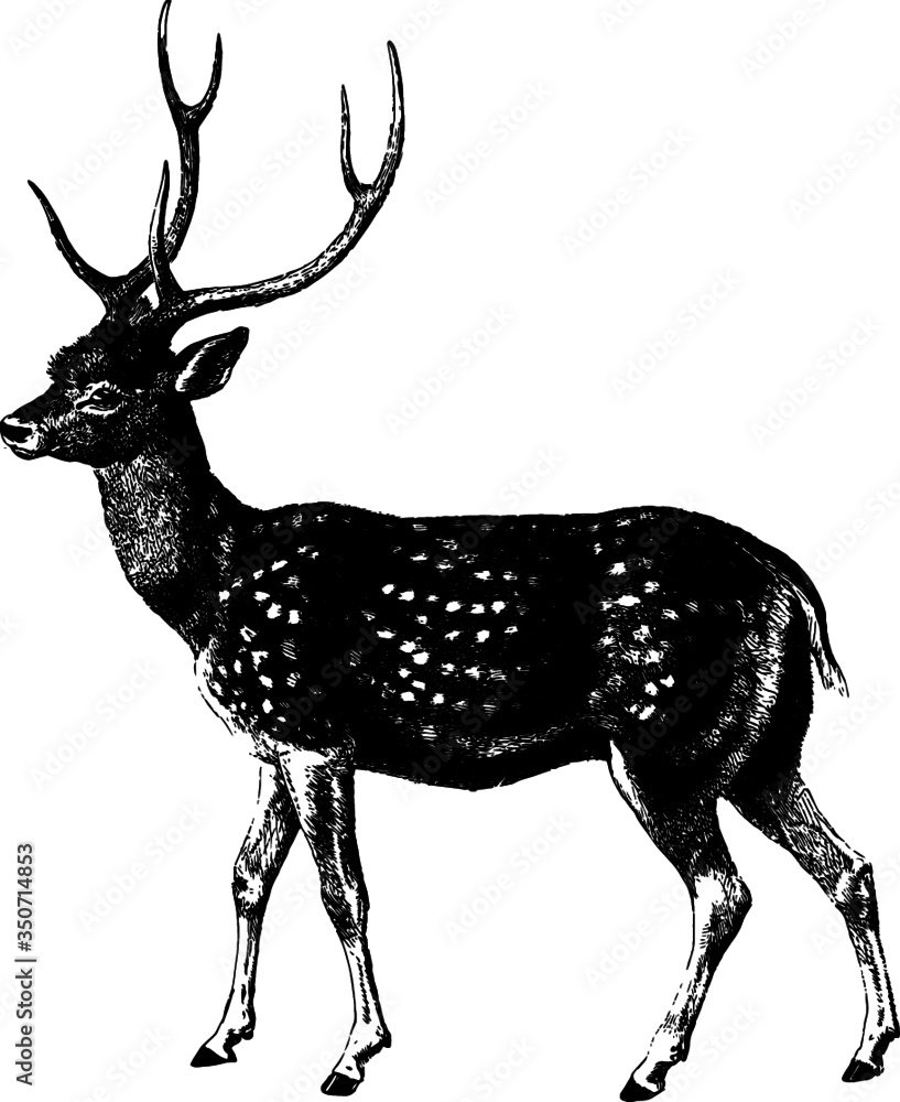 Spotted Deer Drawing