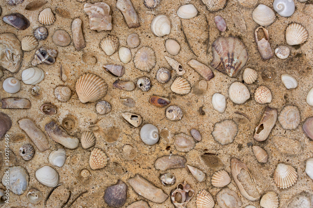 A concrete wall with shells texture, background. Plaster wall. The ...