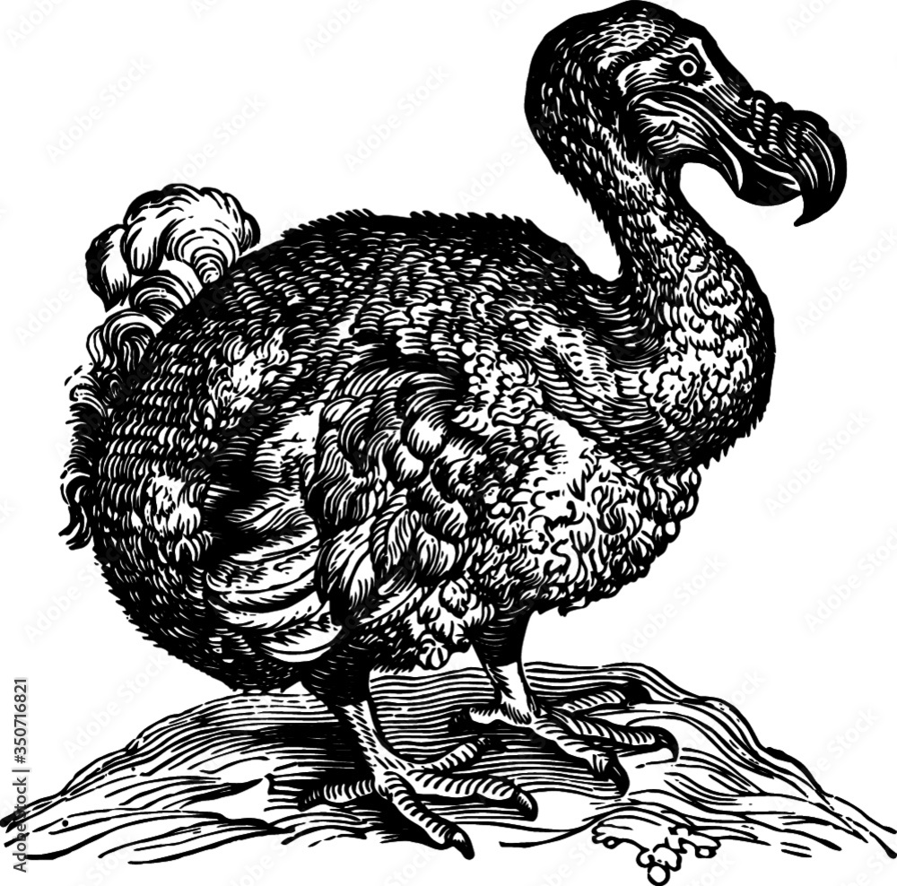 Extinct Island Dodo Bird, Vector Drawing of a 19th century engraving ...