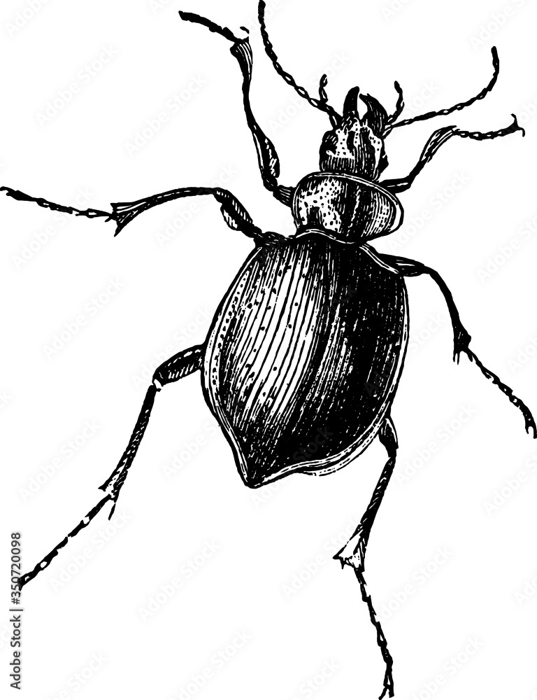 Vintage Ground Beetle, Vector Drawing of a 19th century engraving Stock ...