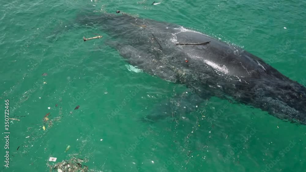 Humpback Whale and Calf Among Floating Ocean Garbage. Isla Conadora ...