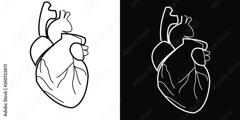 Outline vector drawing of a human heart. Illustration with simple lines ...