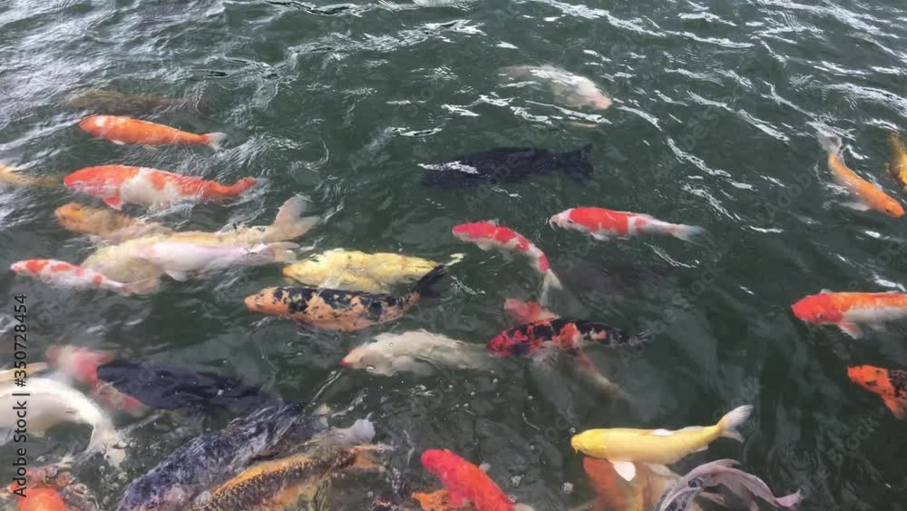 Group of various colourful large koi carp, kohaku or Japanese Koi ...