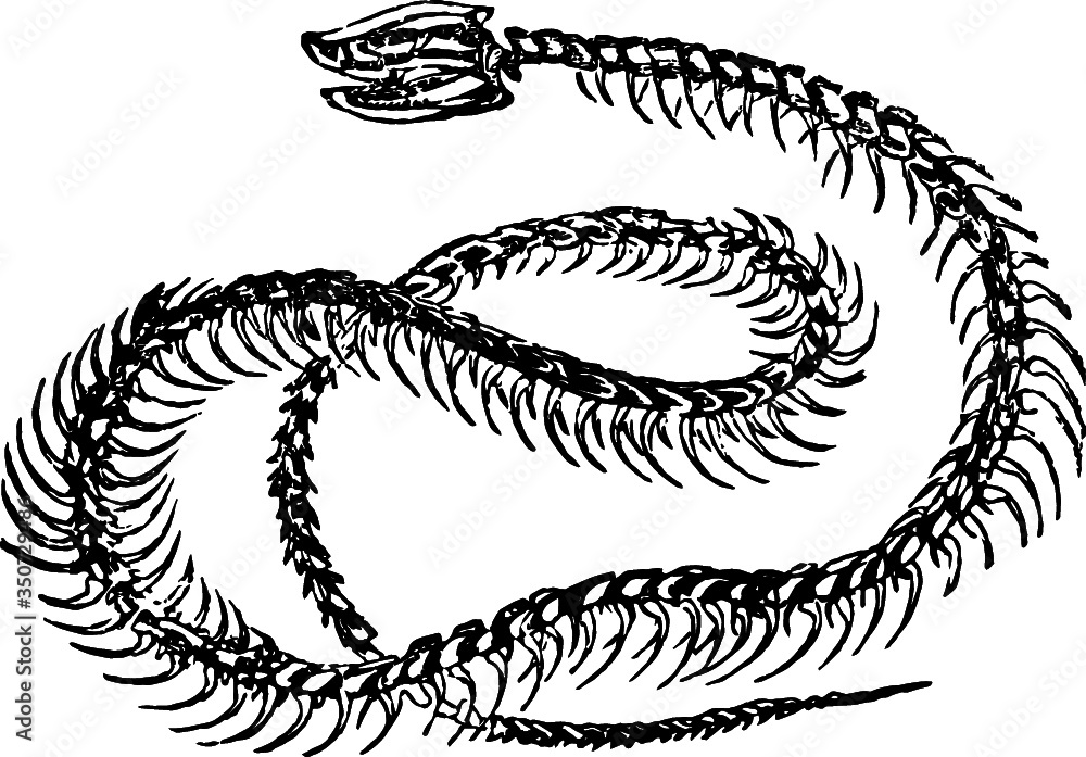 Snake Skeleton Drawing
