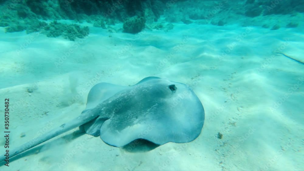 High angle view of stingray swimming on ocean floor in water ...