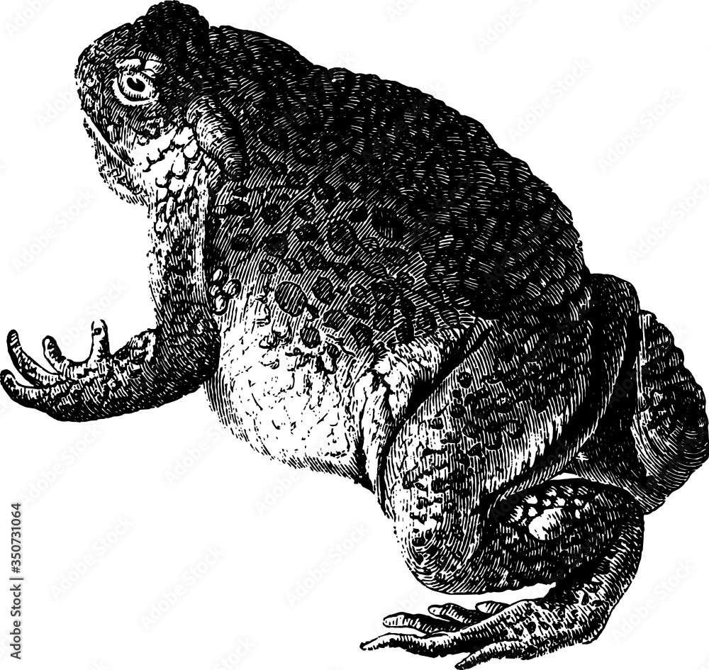 Little Toad, Vector Illustration of a 19th century engraving Stock ...