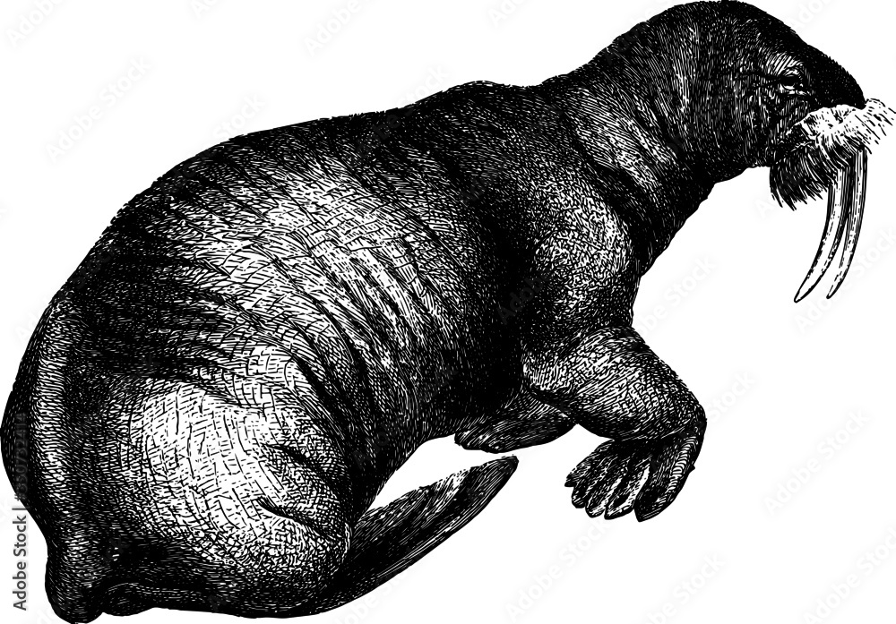Old drawing of a Walrus, Vector Drawing of a engraving from the early ...
