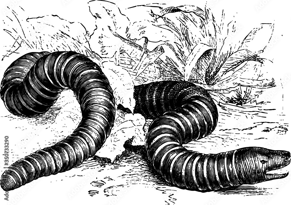 Old Drawing of a Worm, Vector Sketch of a 19th century engraving Stock ...
