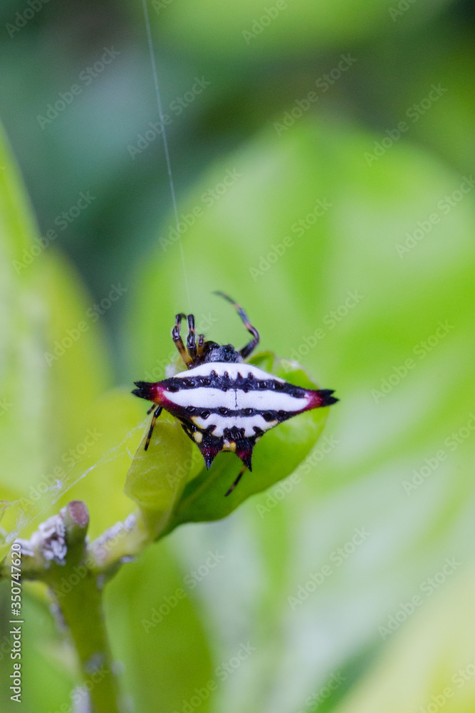 Orb-weaver Spider (Gasteracantha cancriformis) with six spine-like ...