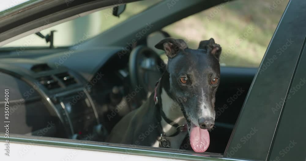 Vídeo do Stock: A sweet black greyhound sitting in the front seat of a ...