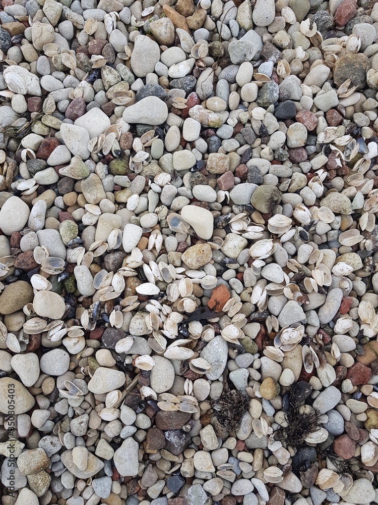 Pebble. Shell. Stones and shells. Background of pebbles. Sea shore ...