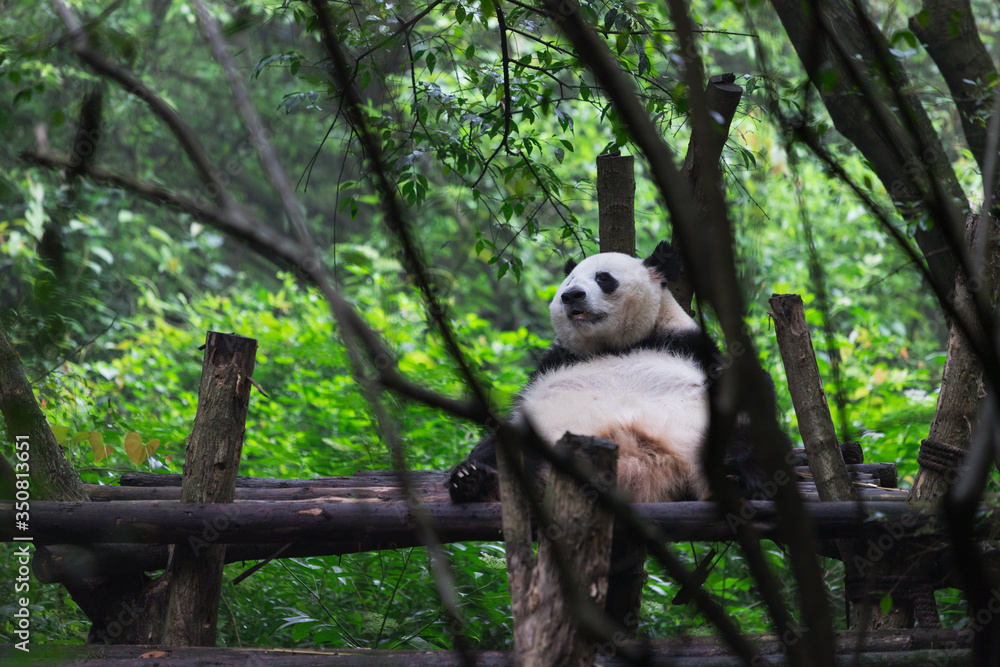 Giant panda resting in Research Base of Giant Panda Breeding, Chengdu ...