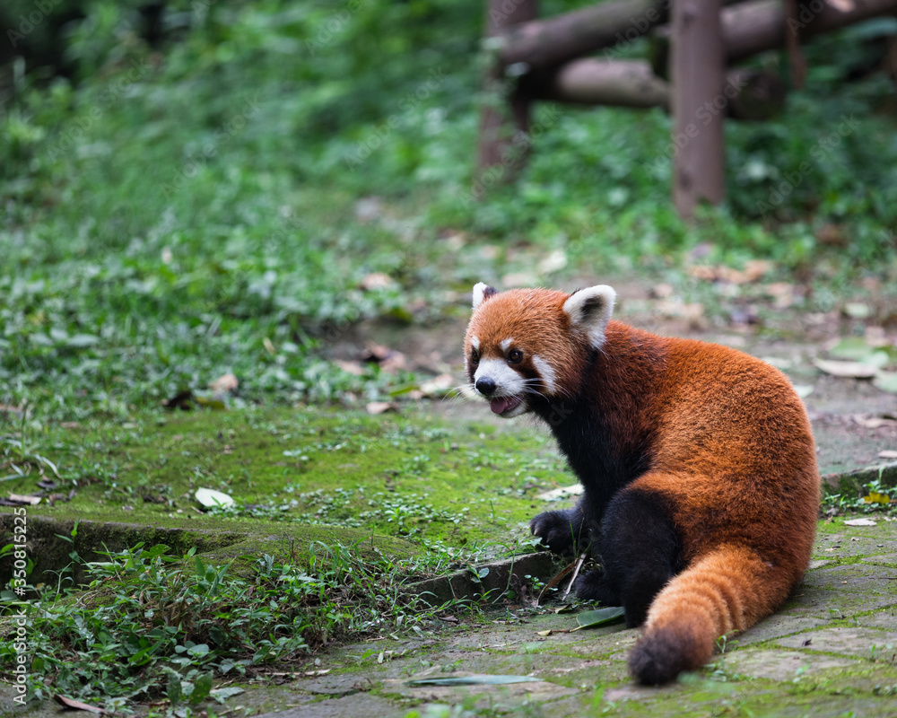 Red panda (lesser panda) posing with tongue out in Research Base of ...