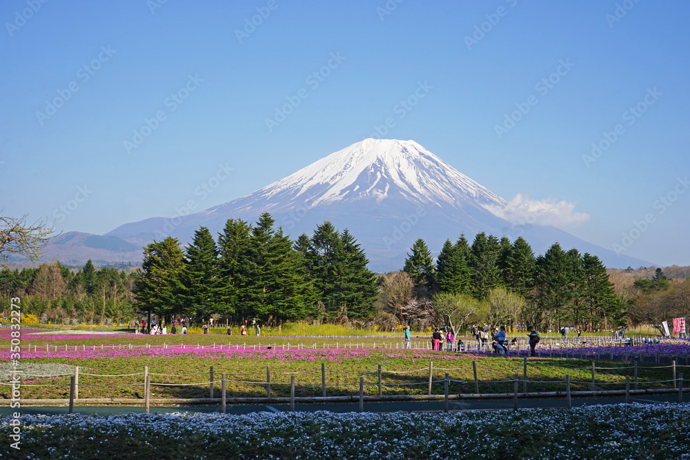 Flower park and Mt Fuji in Japan in spring Stock Photo | Adobe Stock