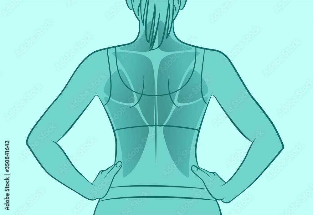 Exercises for the back muscles. The muscles of the back. Silhouette of ...
