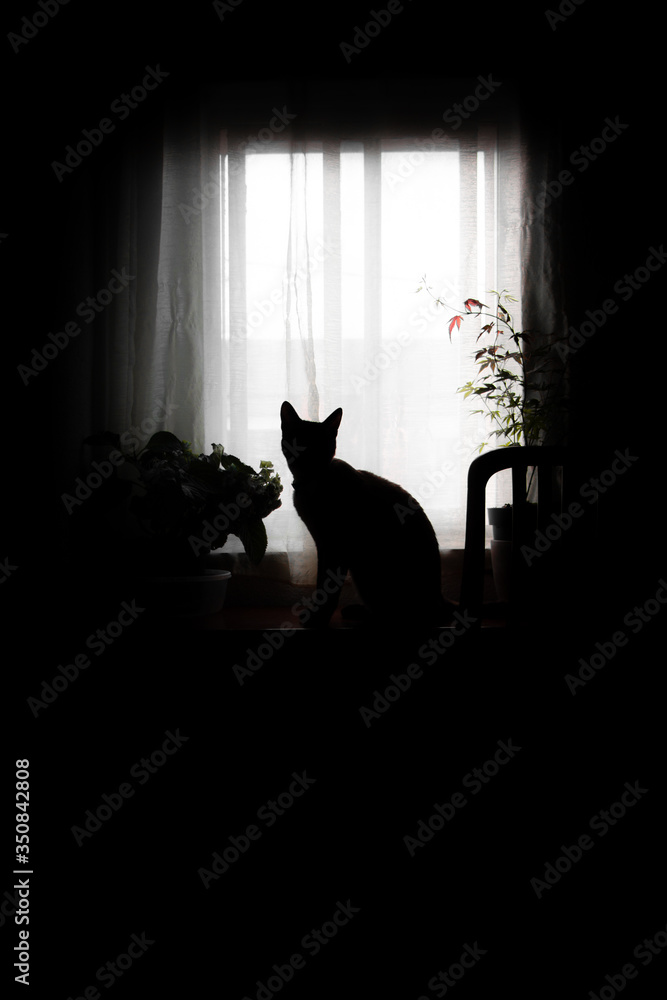 Backlit window with silhouettes of animals and plants Stock Photo ...