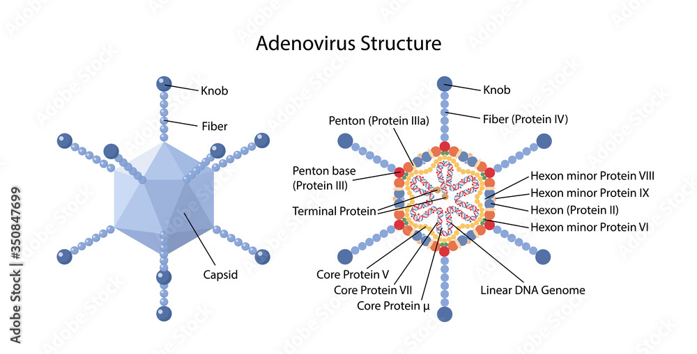 The Appearance And Structure Of Adenovirus With The Corresponding Notation Microbiology