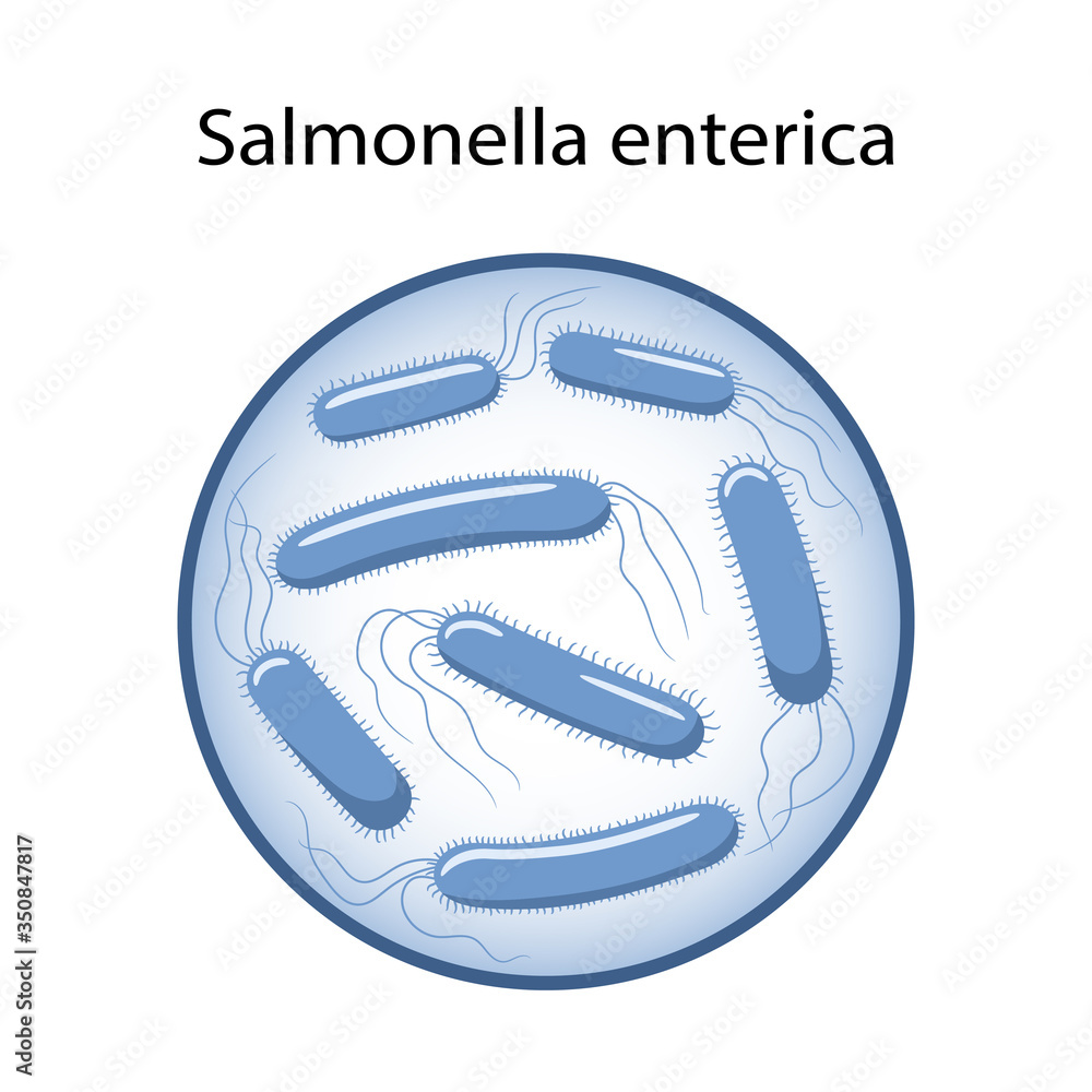 Salmonella enterica in magnifying glass. The causative agent of ...