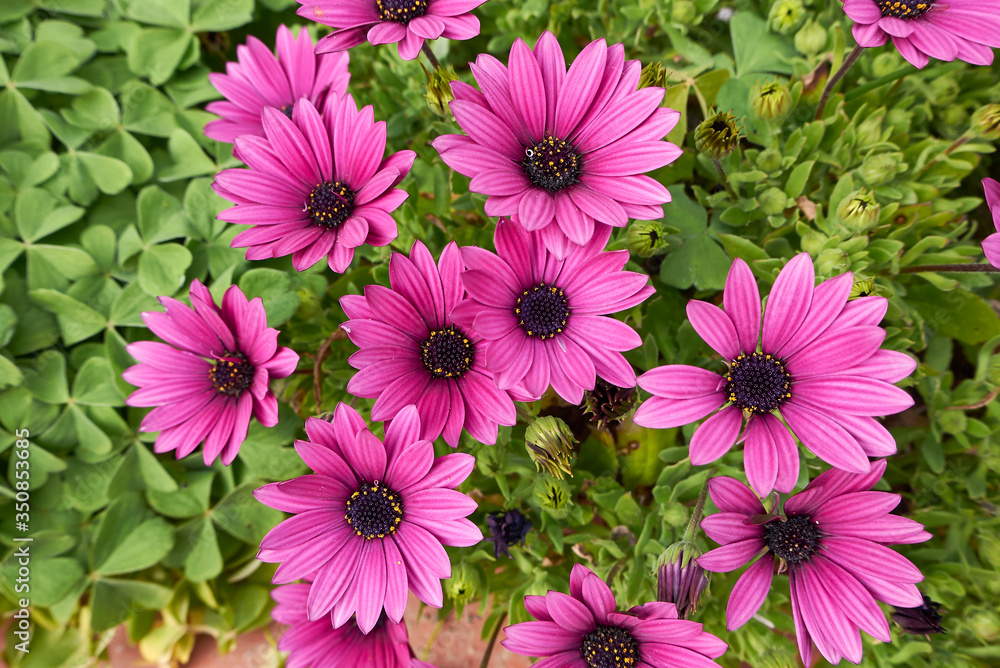 Dimorphotheca pluvialis Stock Photo | Adobe Stock