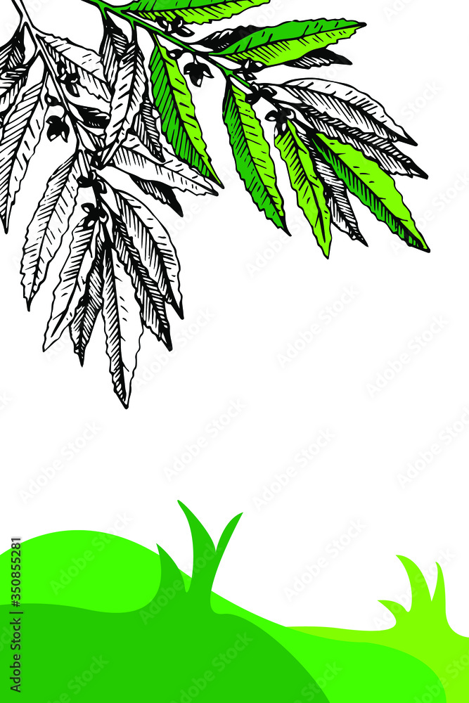 Templates for olive. Backgrounds for flyers, banners, labels and ...