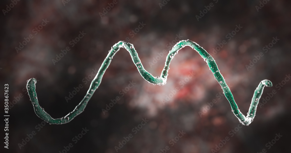 Science Photo of bacteria spirochete or spirochete is a member of the ...