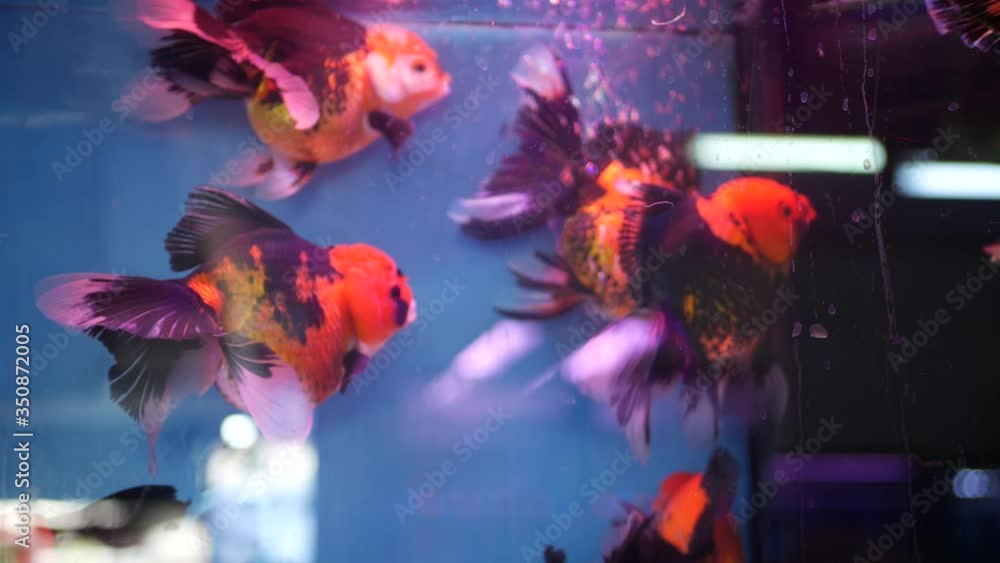 Diversity of tropical fishes in exotic decorative aquarium. Assortment ...