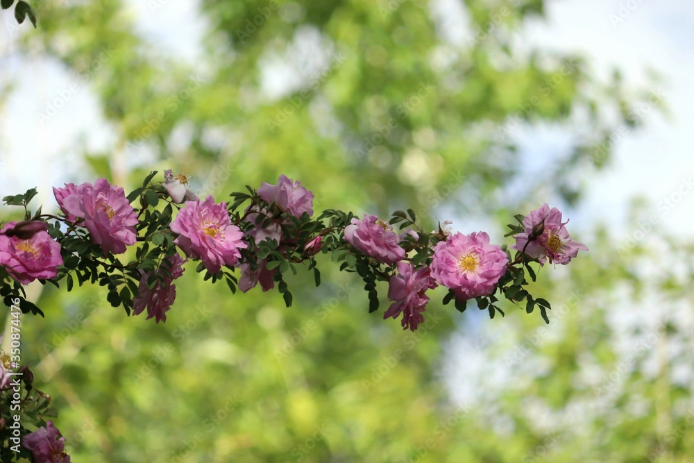 Landscape nature Huge beautiful hills of kargil. The town of Kargil is ...