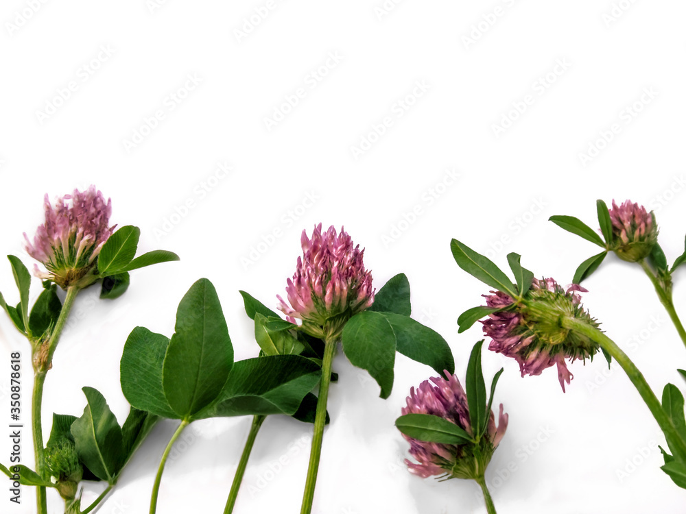 Purple clover flowers arranged in a row, close-up, isolated on a white ...