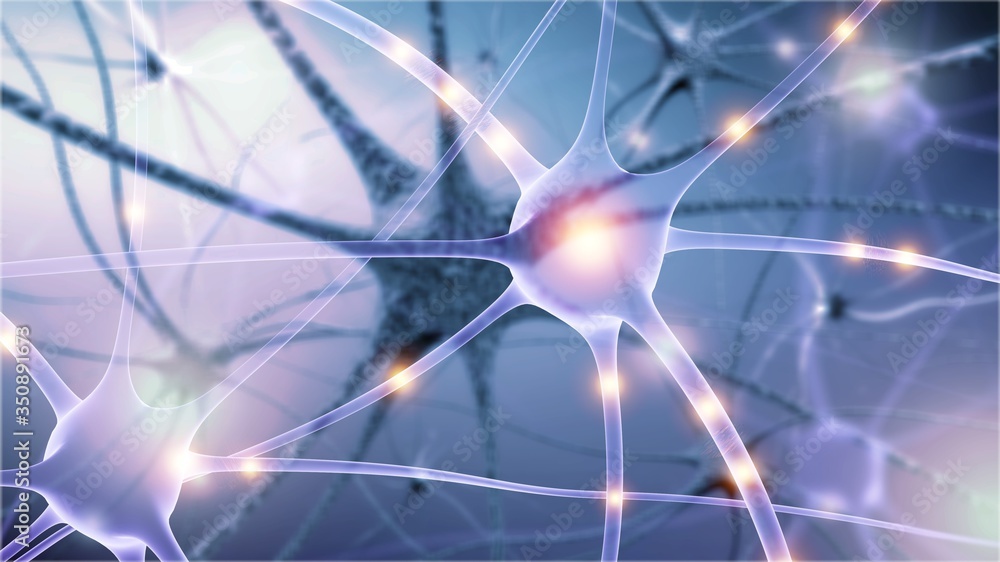 Structure of nerves of human brain illustrations Stock Photo | Adobe Stock